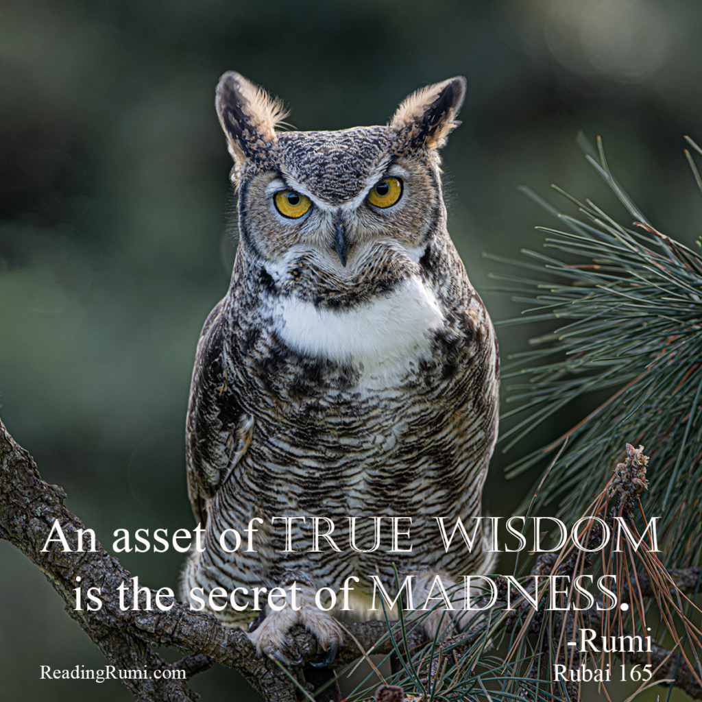 Memes - Reading Rumi